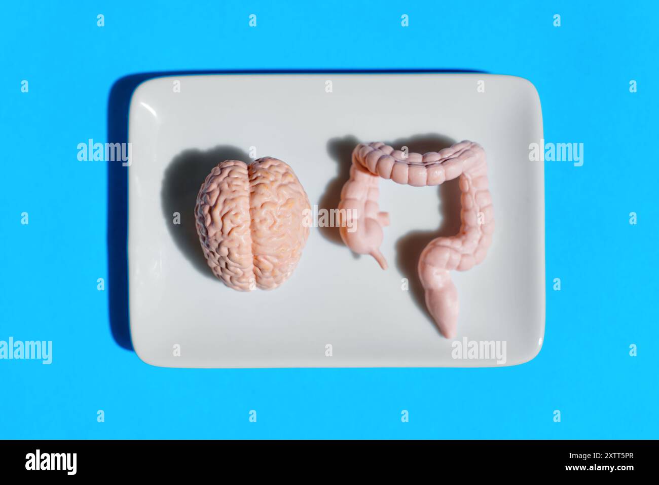 Presentation of brain and intestine models on a white tray, ideal for ...
