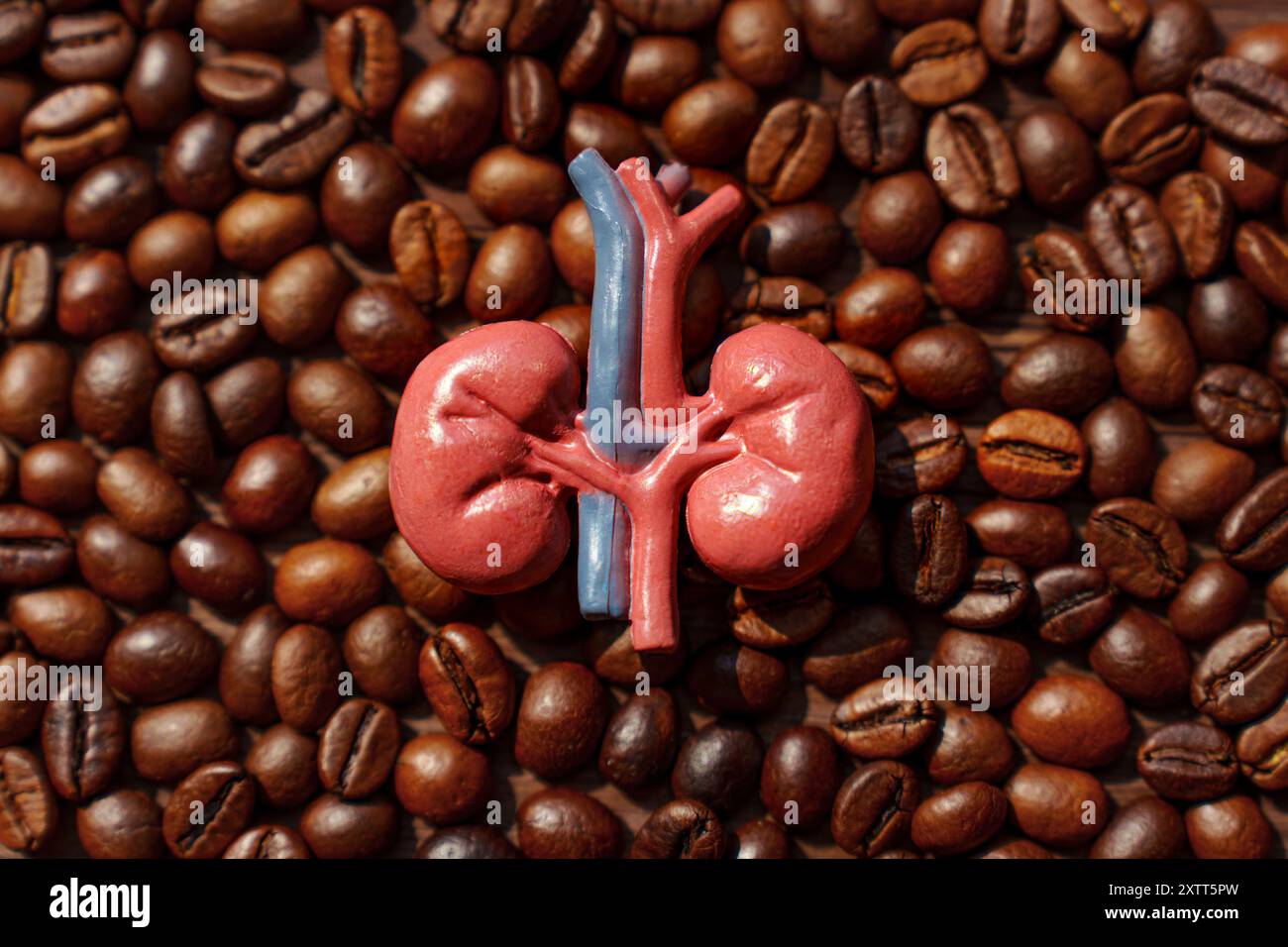 Detailed anatomical kidney model placed on a pile of roasted coffee ...