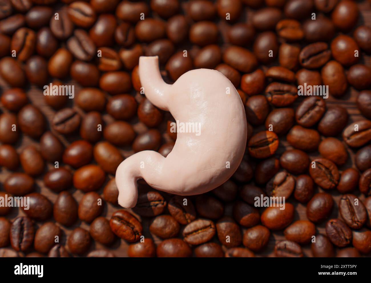 Realistic stomach model displayed on coffee beans backdrop ...