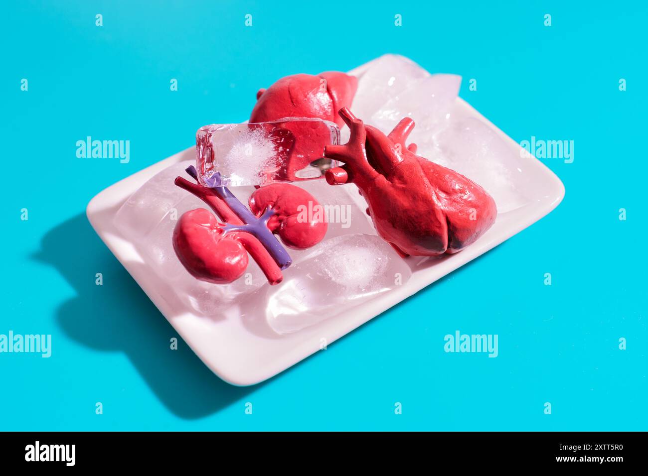 Organ donation concept depicted with realistic kidney, liver and heart ...