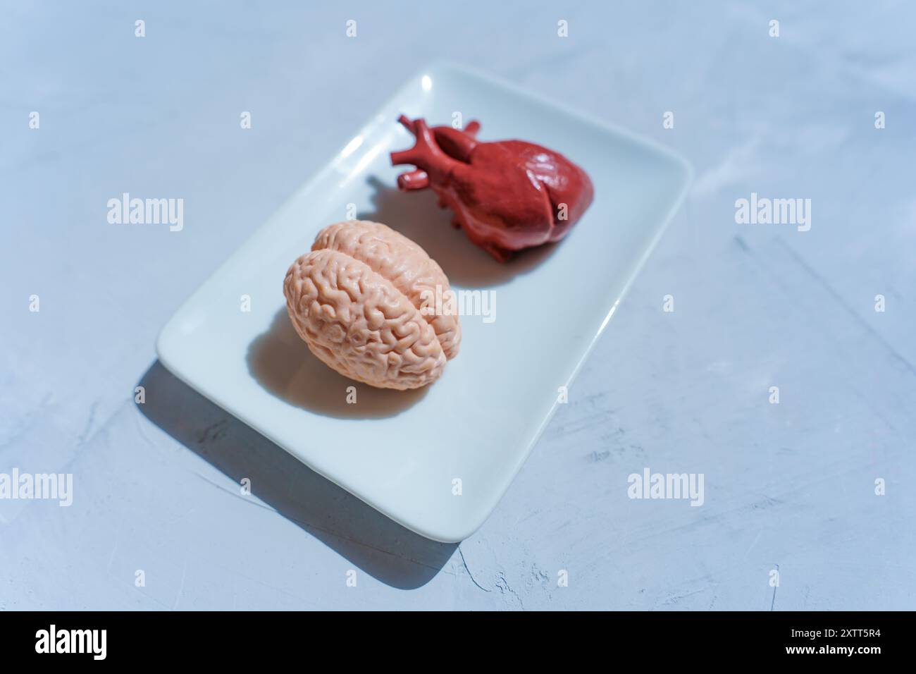Heart and brain models displayed on white plate against gray concrete ...