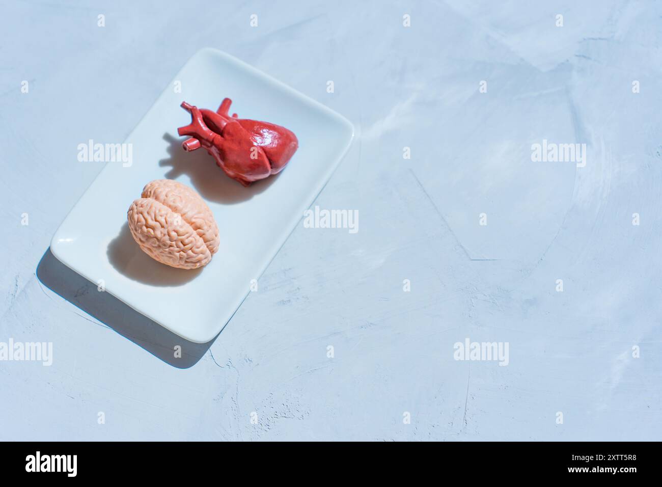 Brain and heart models displayed on white plate against gray background ...