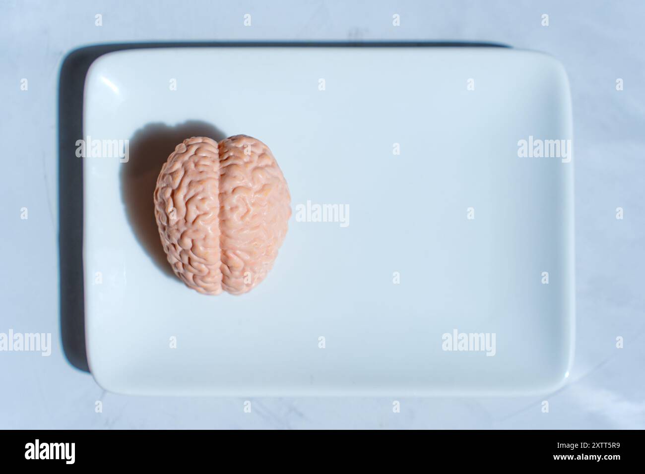 Detailed brain model placed on a minimalist white plate, suitable for ...