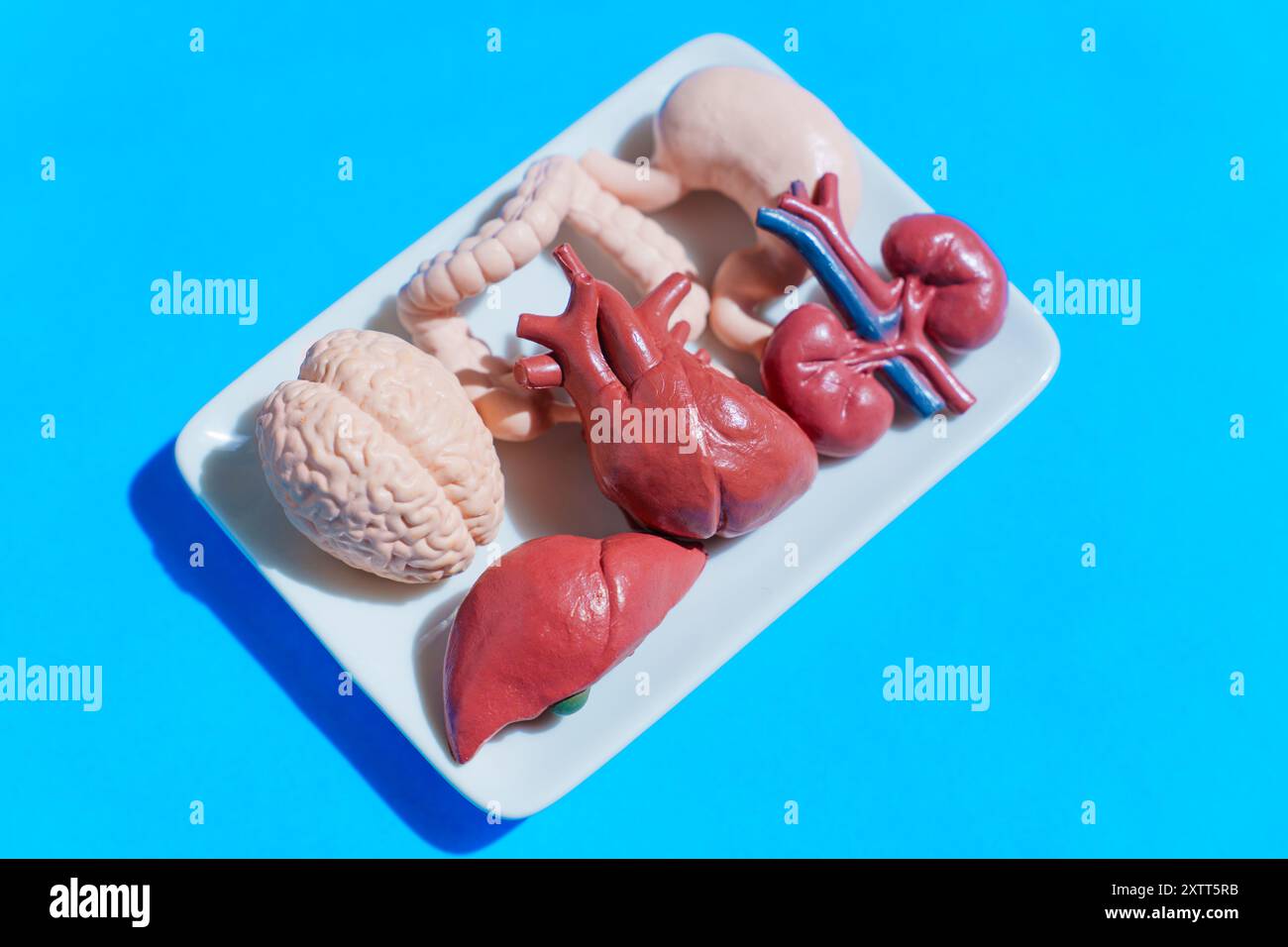 Colorful organ models on white plate against blue background, useful ...