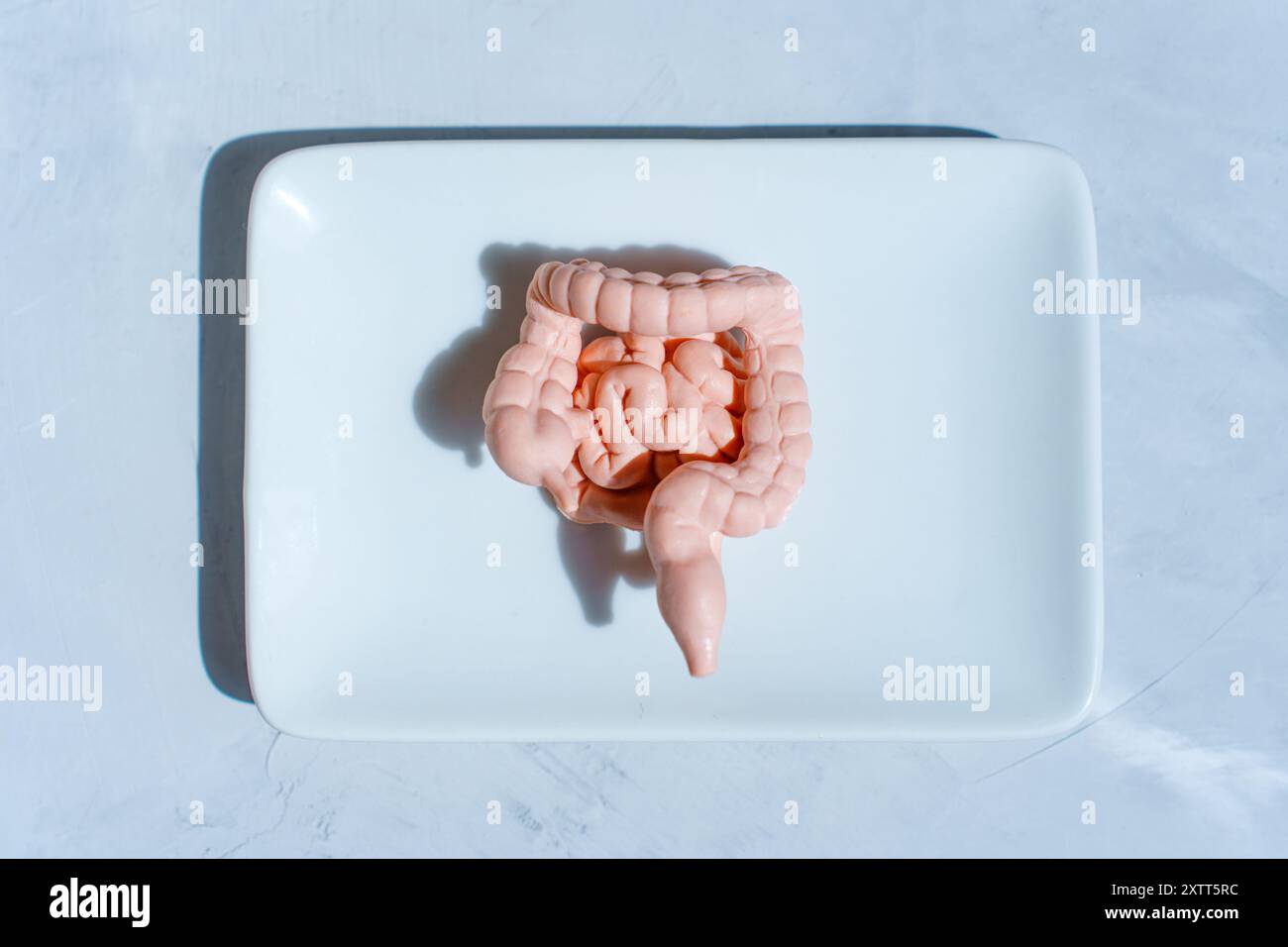 Intricate intestine model displayed on a clean white plate, suitable ...
