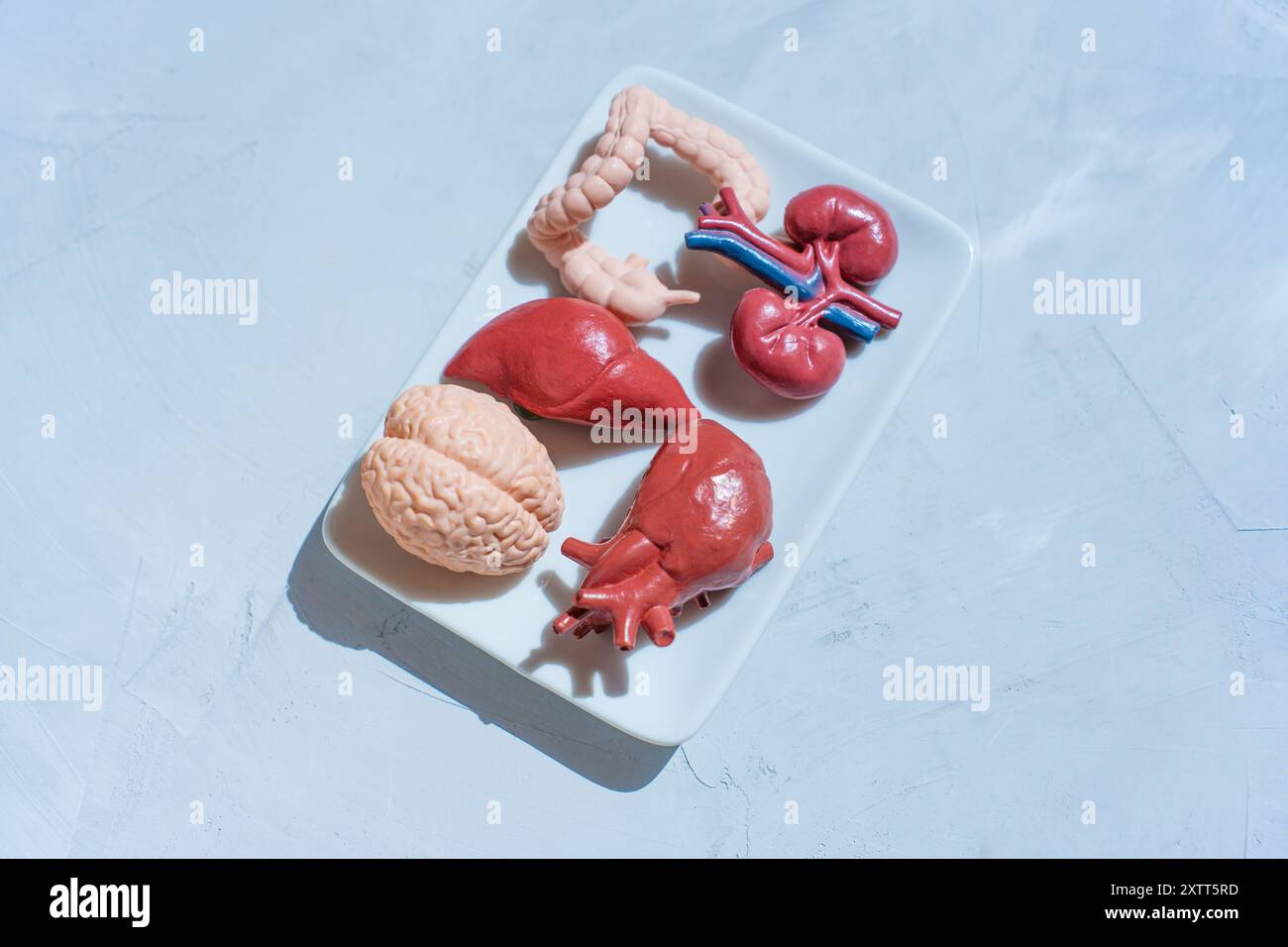 Understanding heart anatomy hi-res stock photography and images - Alamy