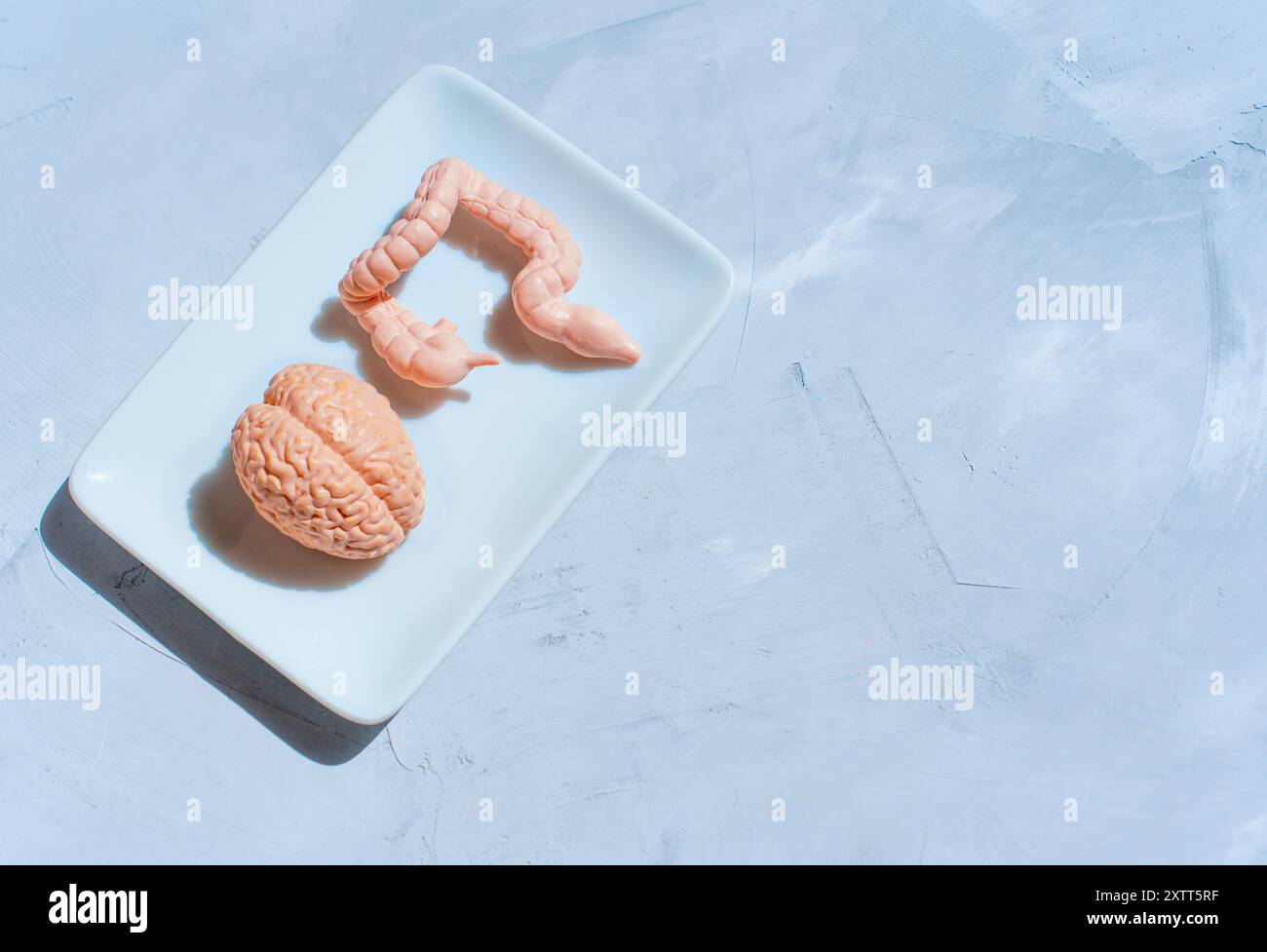Arrangement of brain and intestine models on a white tray-shaped plate ...