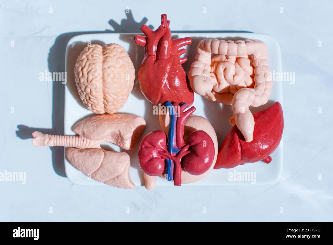 Realistic organ models arranged on white plate and set against a light ...