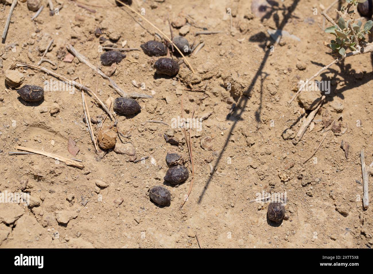 Scattered animal droppings are seen on dry dirt ground, indicating the ...