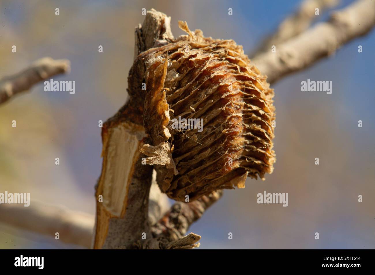 Mantis life cycle hi-res stock photography and images - Alamy
