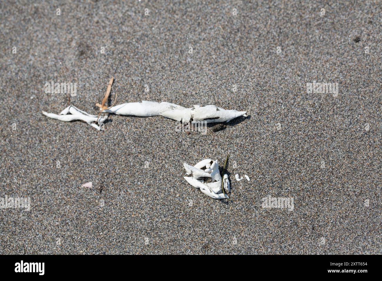 Bleached fishbone skeleton lying on grey sand beach showing pollution ...