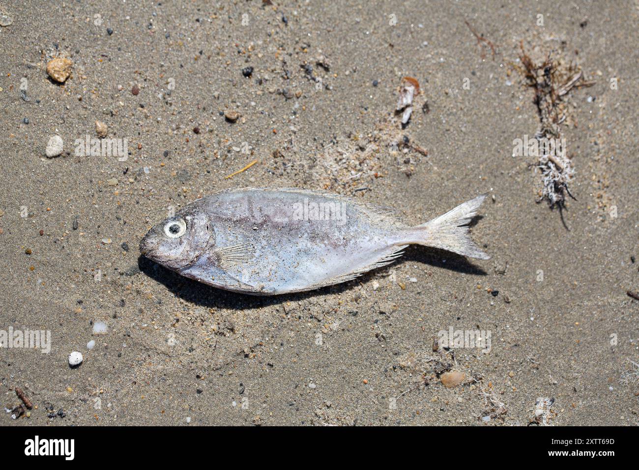 Victim of pollution hi-res stock photography and images - Alamy