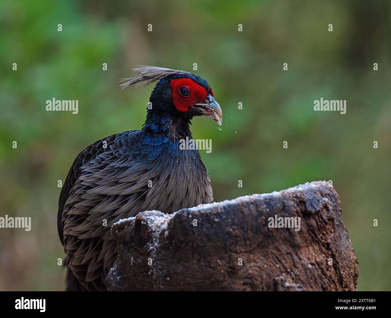 Kalij in natural habitat hi-res stock photography and images - Alamy