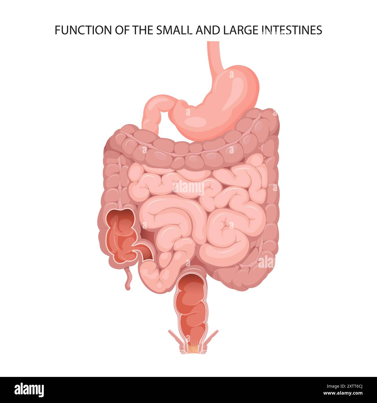 Rectum hi-res stock photography and images - Alamy