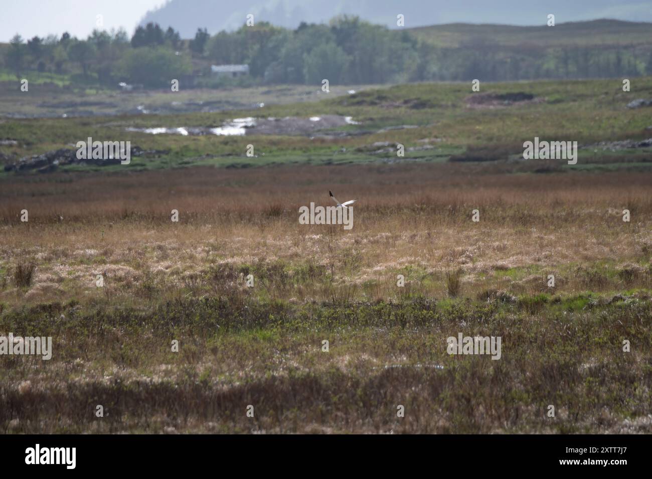 Male hen harrier hunting over rough grass, Aird na Luing, Loch Scridain ...