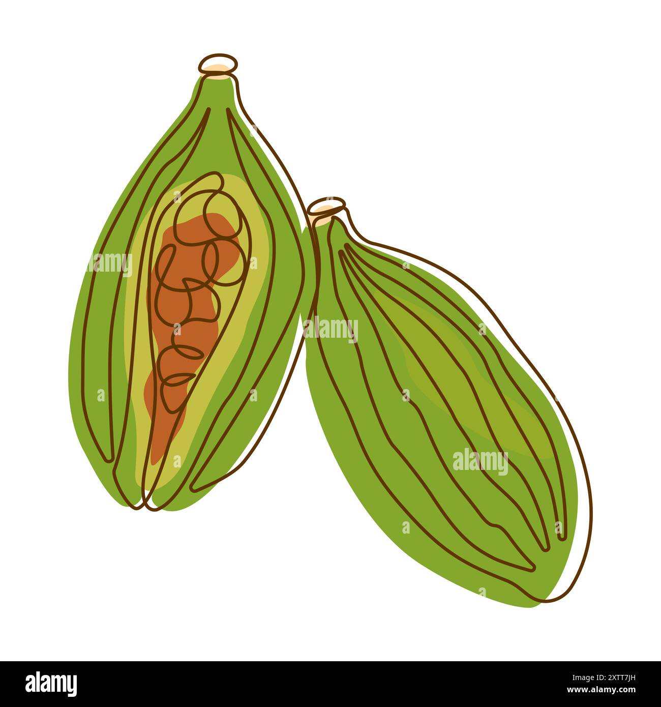 Cardamom Spice Condiment Aromatic Herbal in Line Art Style Stock Vector ...