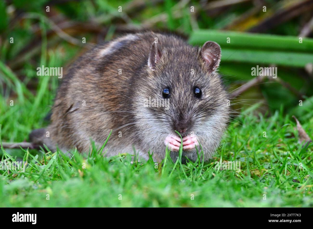 Brown or common rat rattus norvegicus Stock Photo - Alamy