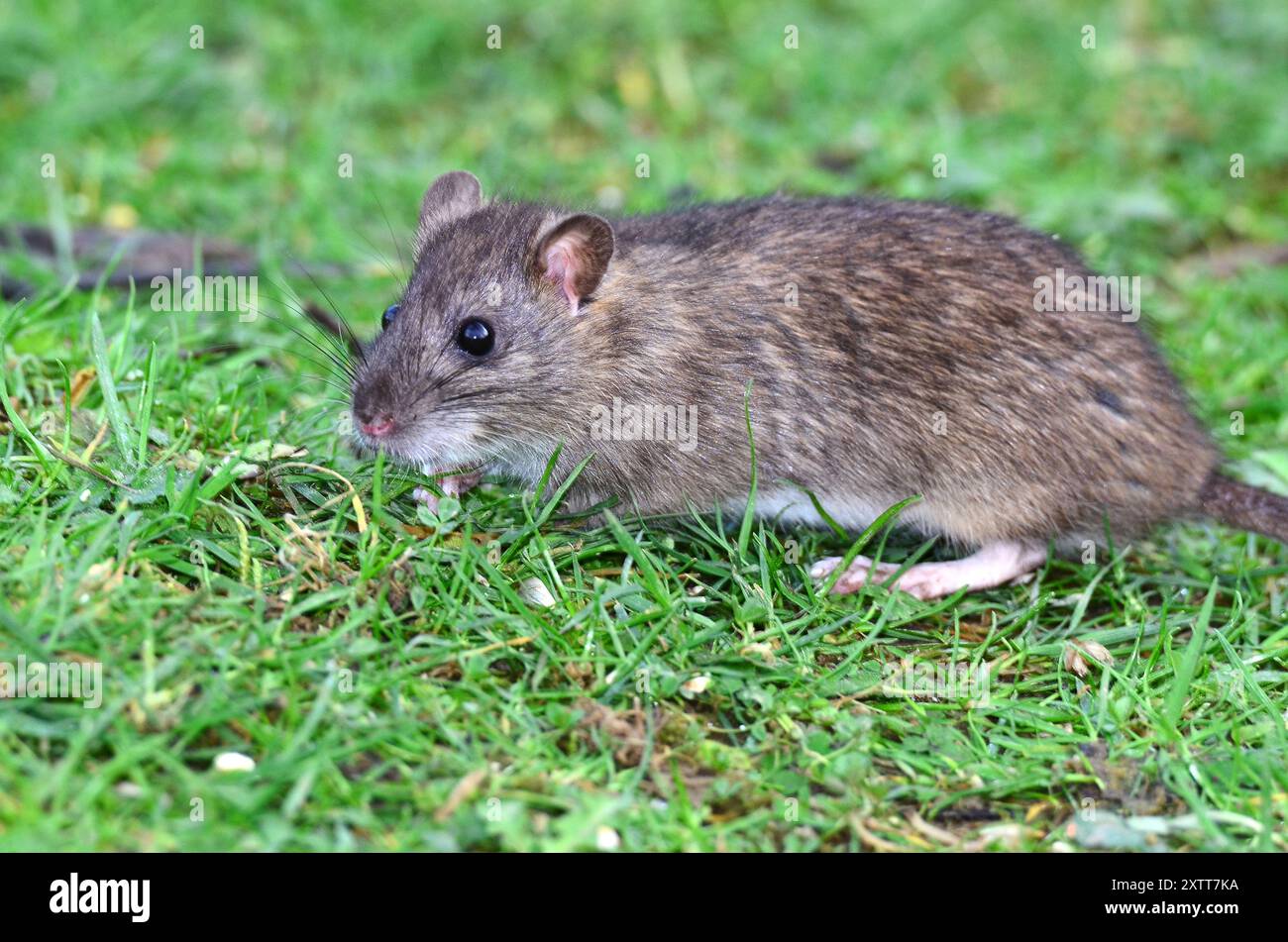 Brown or common rat rattus norvegicus Stock Photo - Alamy