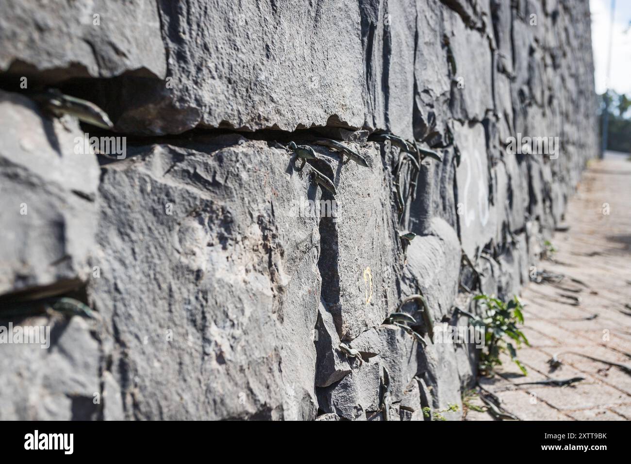 Madeiran wall lizards on rock hi-res stock photography and images - Alamy