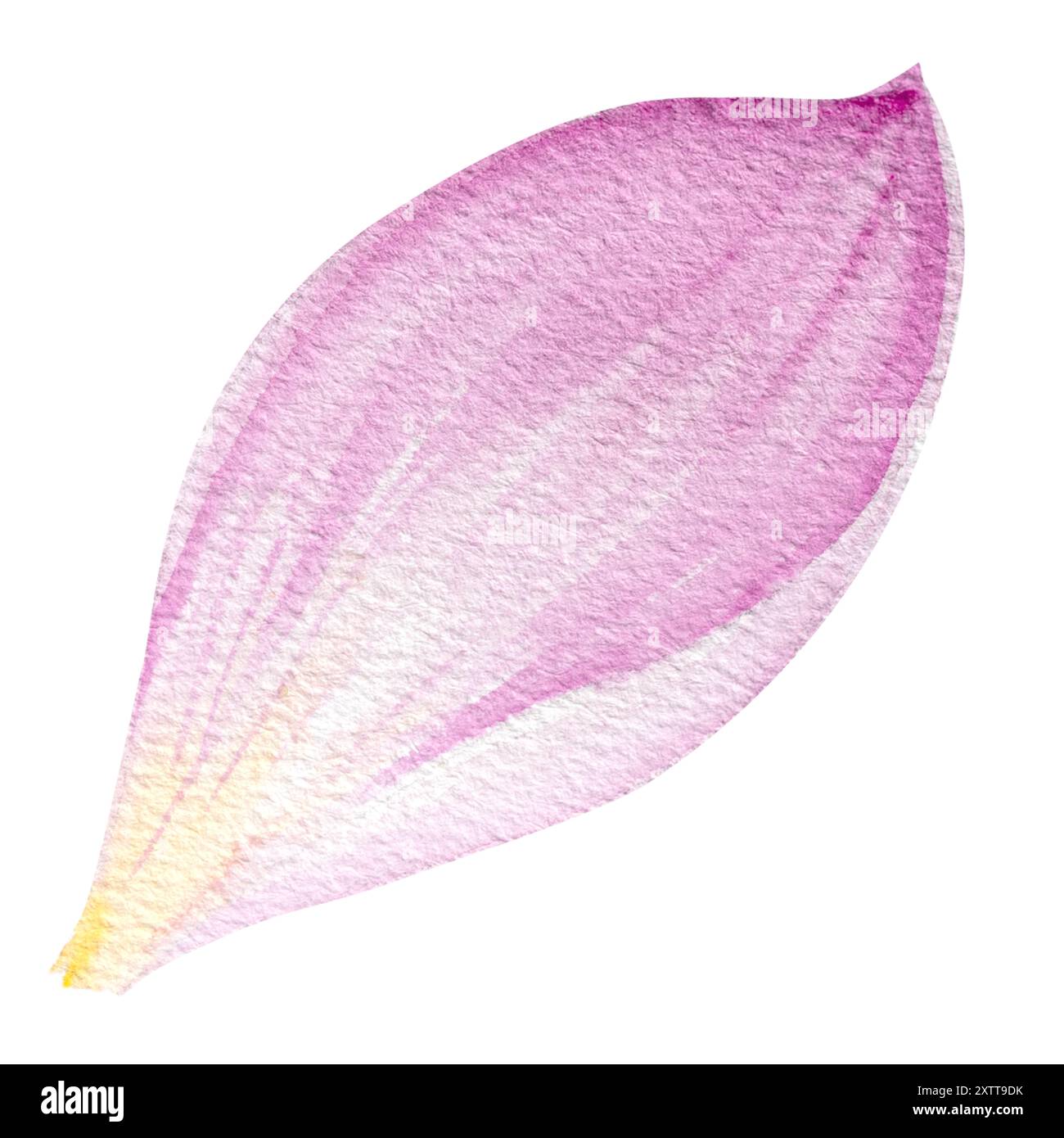 Lotus Flower Petal.Hand drawn watercolor illustration of pink water ...