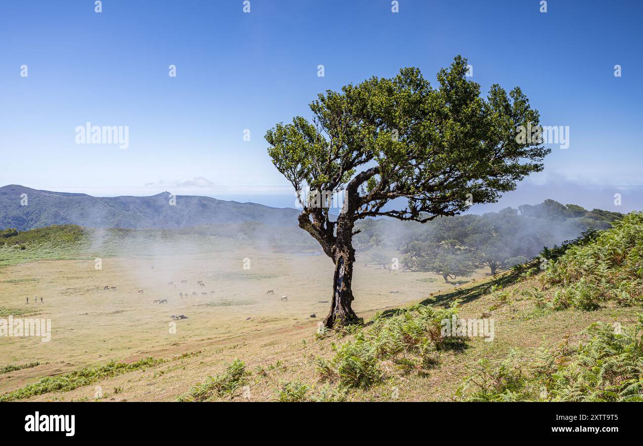 Clouds creep up the hillside and approach Fanal Forest above the Island ...