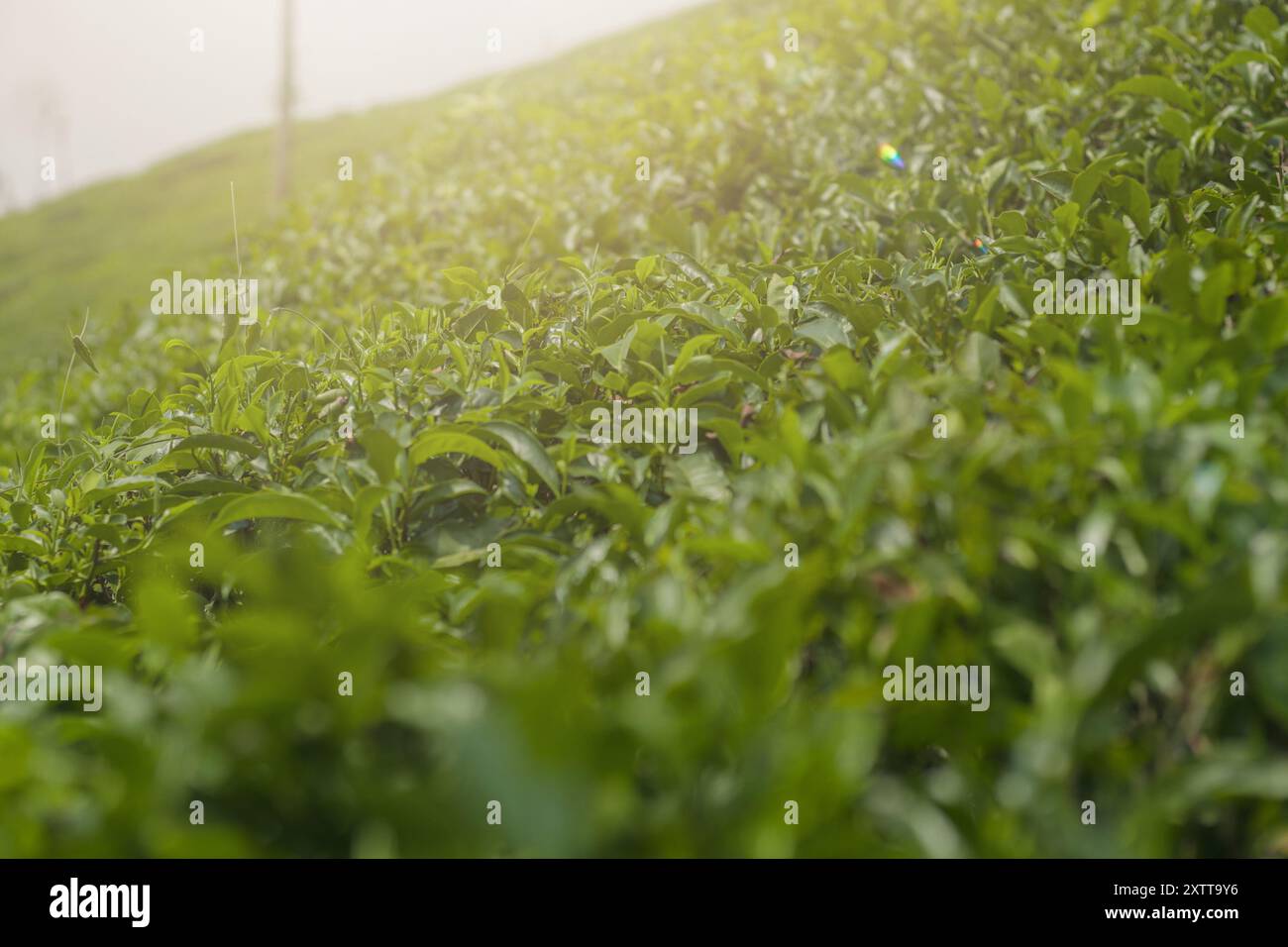 Tea plantation in a high altitude area. High quality green tea leaves ...