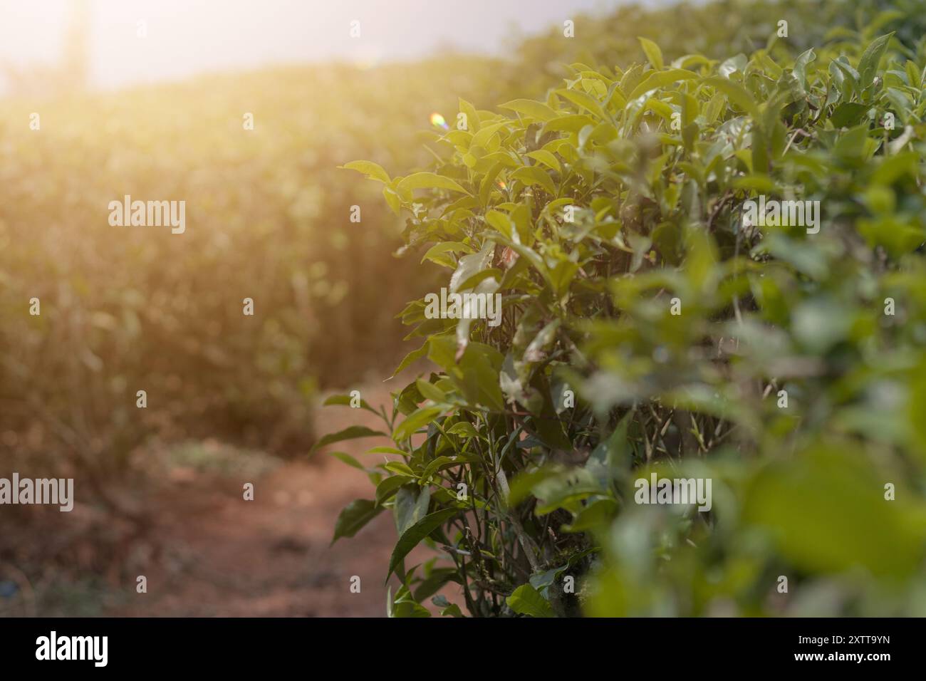 a field with a sun shining behind tea plantation large scale tea ...