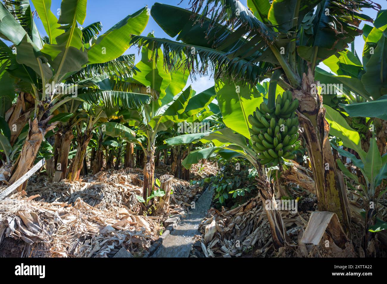 Close up of a bananas in a plantation near to Funchal. The South of ...