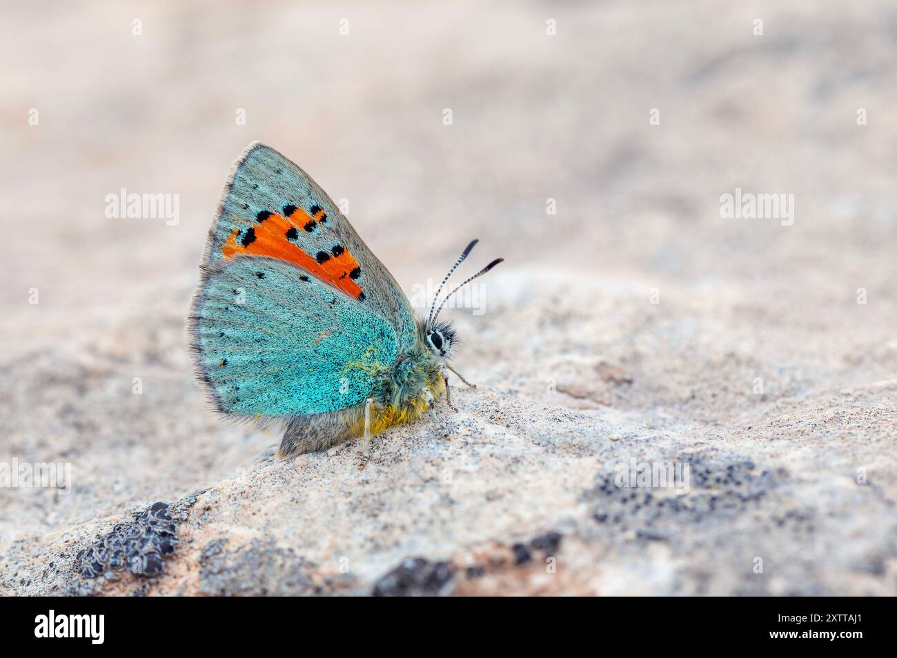 Tiny blue butterfly on lichen rock, Romanoff's Tomares, Tomares ...