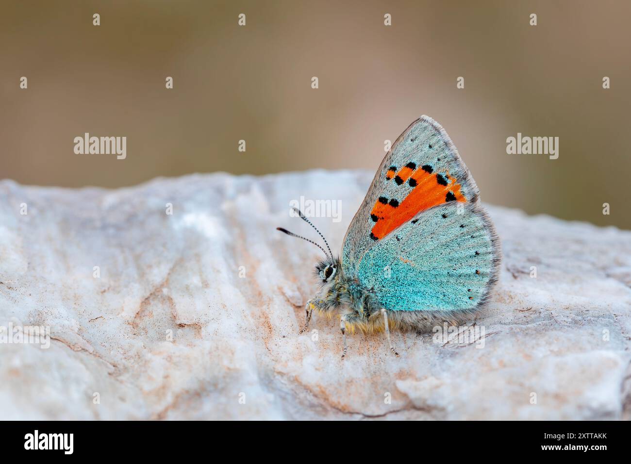 Tiny blue butterfly on lichen rock, Romanoff's Tomares, Tomares ...