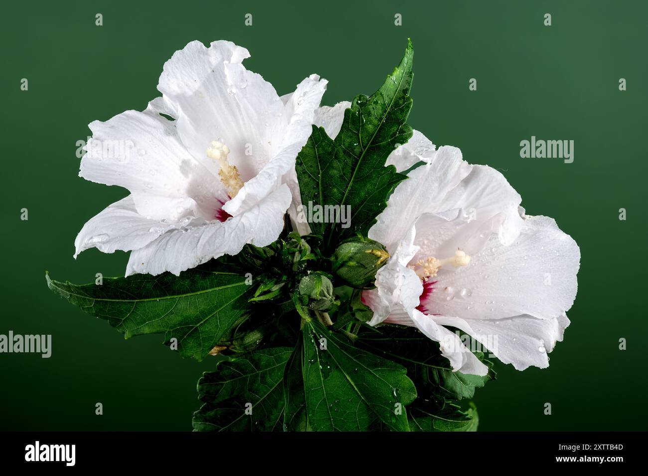 Beautiful Blooming white clematis Arabella flower on a green background ...