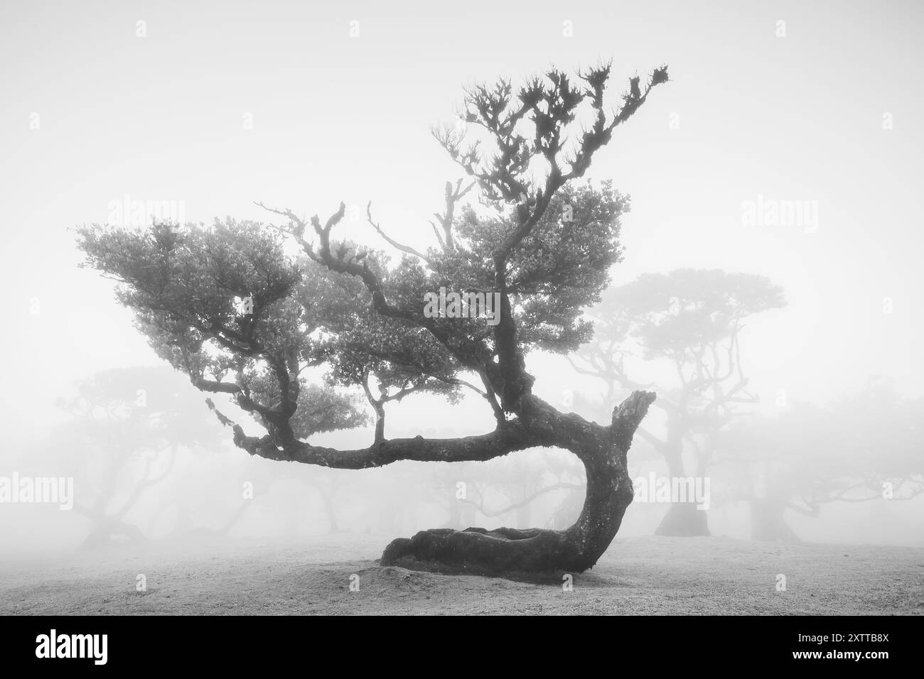 A black and white image of a lone laurel tree in Fanal shrouded in fog ...