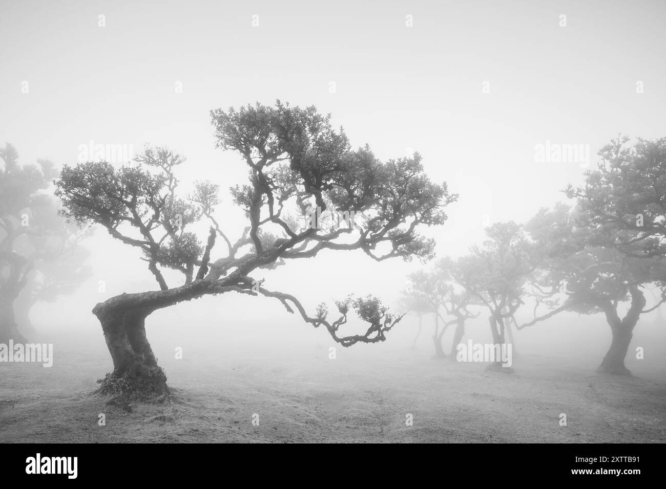 A typical scene from Fanal Forest as the twisted Laurisilva trees are ...