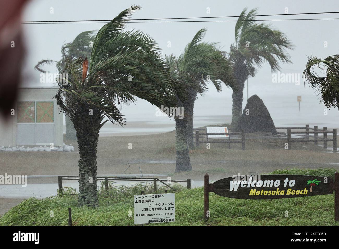Palm trees are blown by strong winds as Typhoon No. 7 approaches at a ...