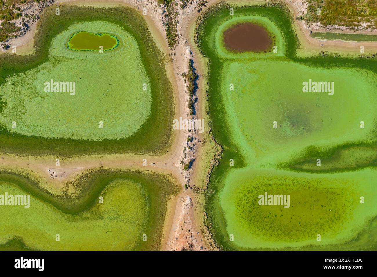 Aerial view of vivid green algae covered settling ponds at the Waranga ...