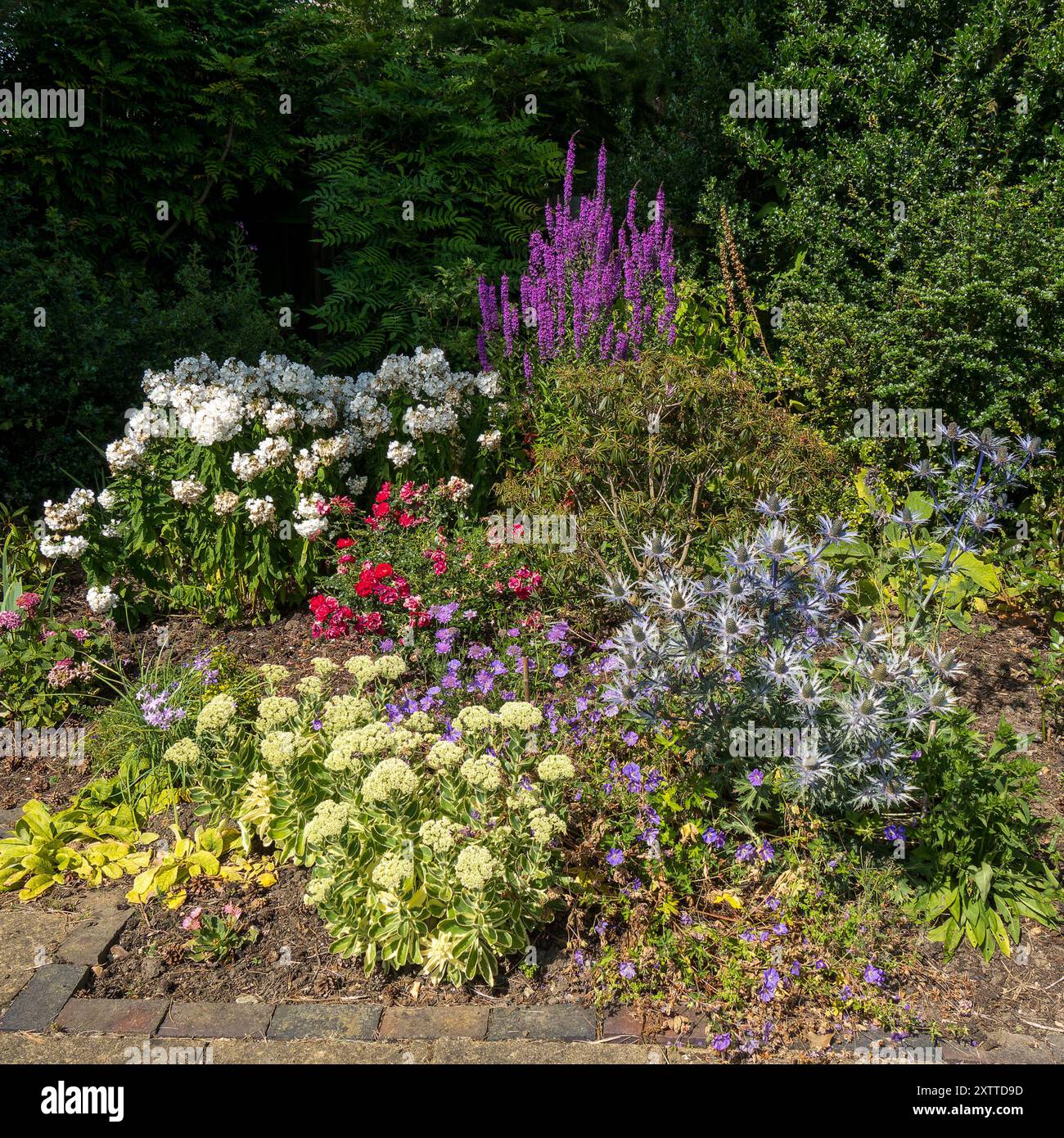 Deep garden border with mixed planting including Eryngium 'Jos Eijking ...