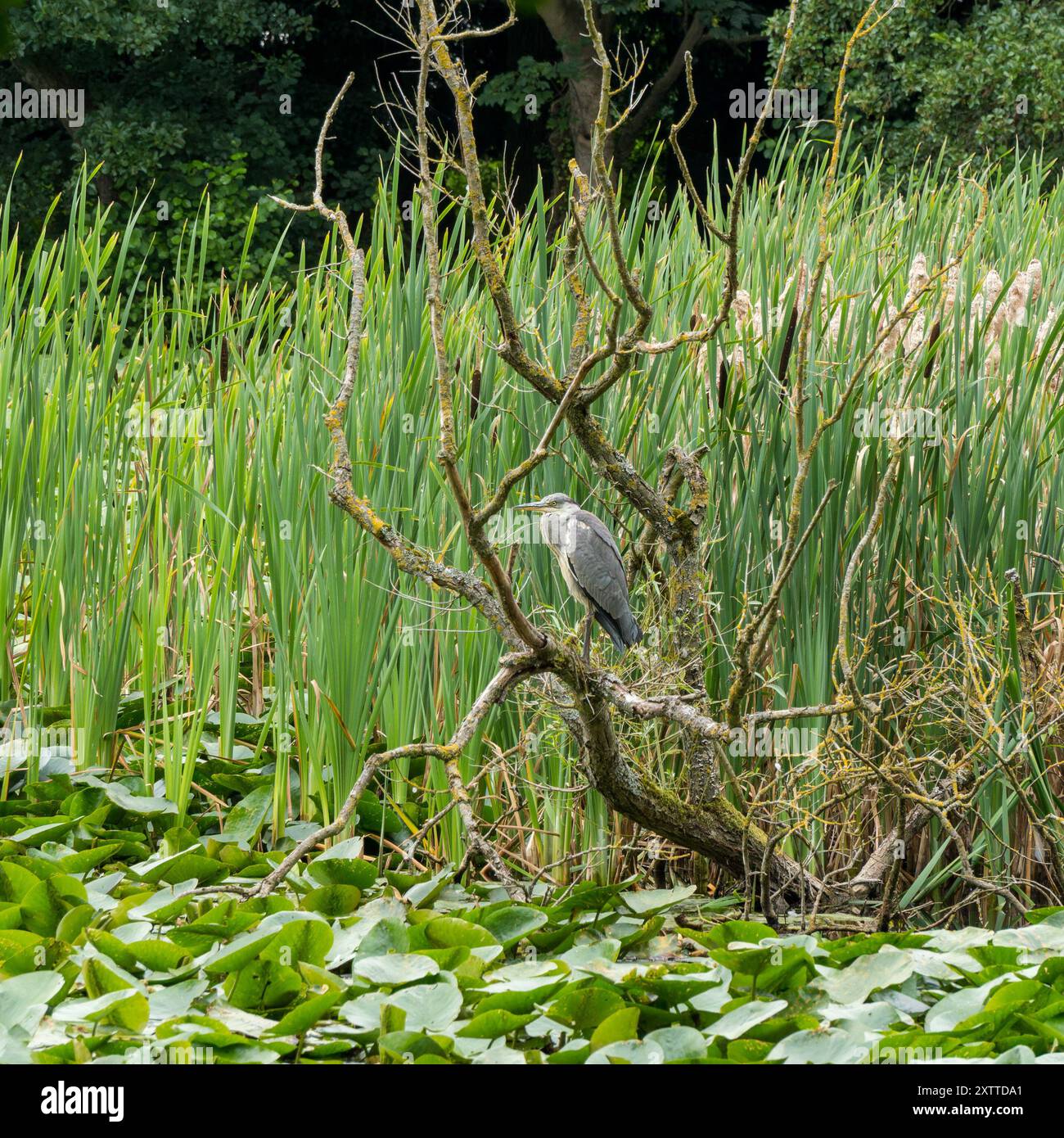 Grey Heron (Ardea cinerea) bird perched in old dead tree branch above ...