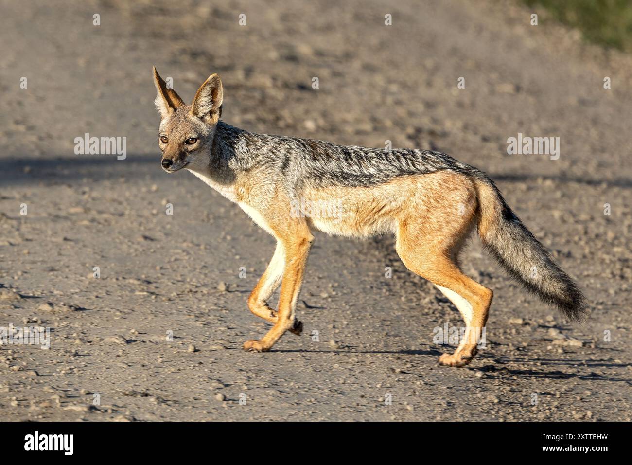 Jackal on pathway hi-res stock photography and images - Alamy