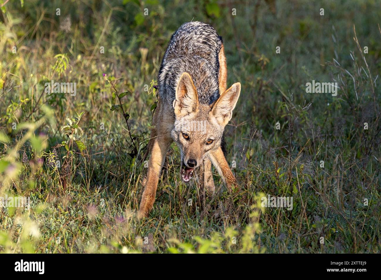 Black backed jackal teeth hi-res stock photography and images - Alamy