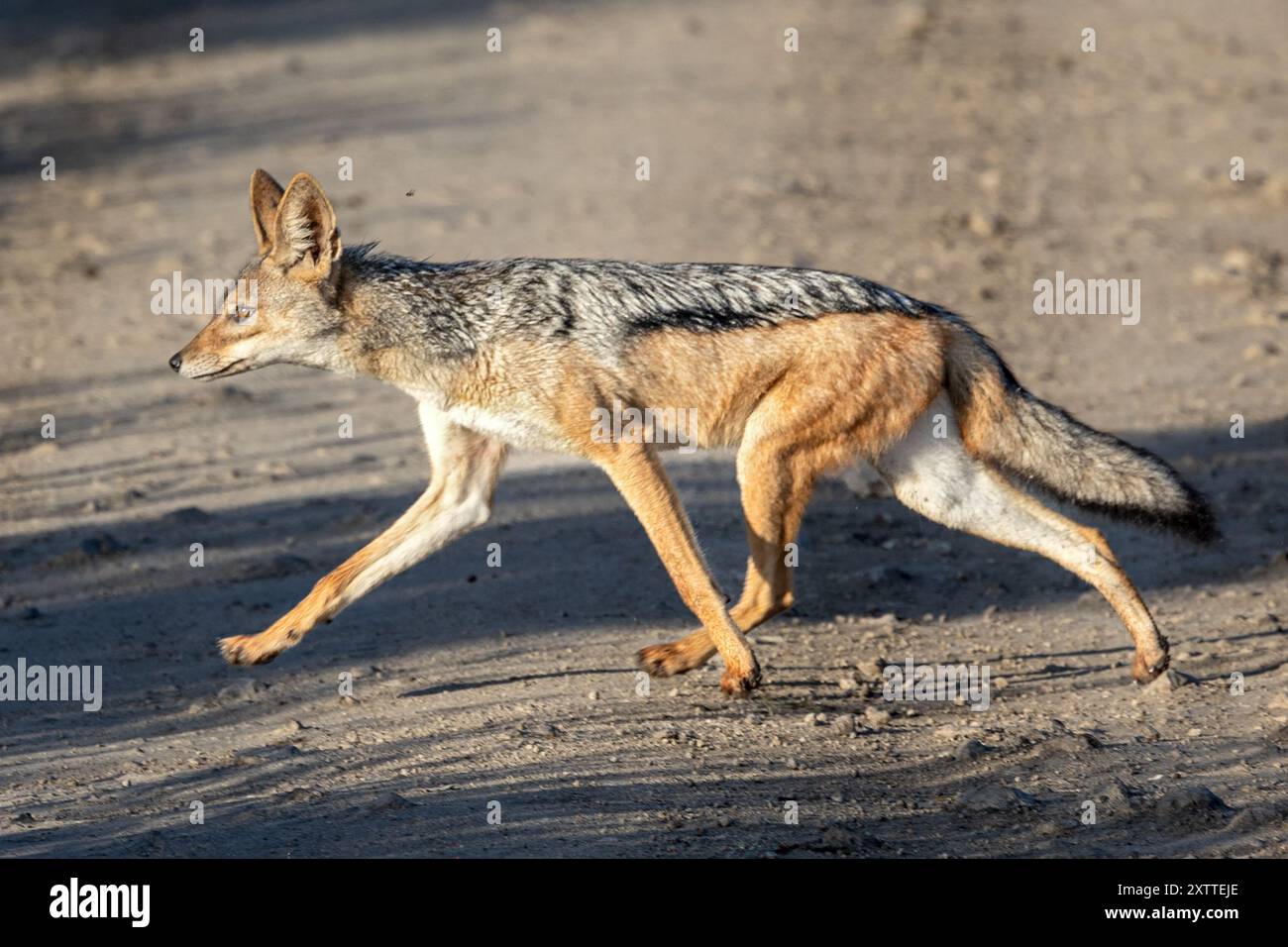 Jackal on pathway hi-res stock photography and images - Alamy