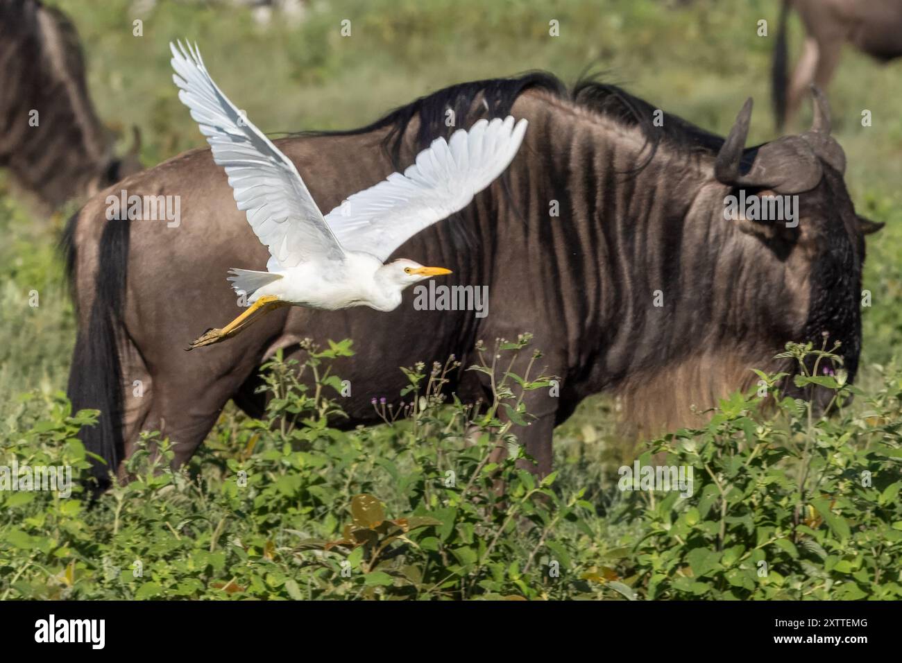 Cattle egret with White-bearded Wildebeest, migration, Ndutu Plains ...