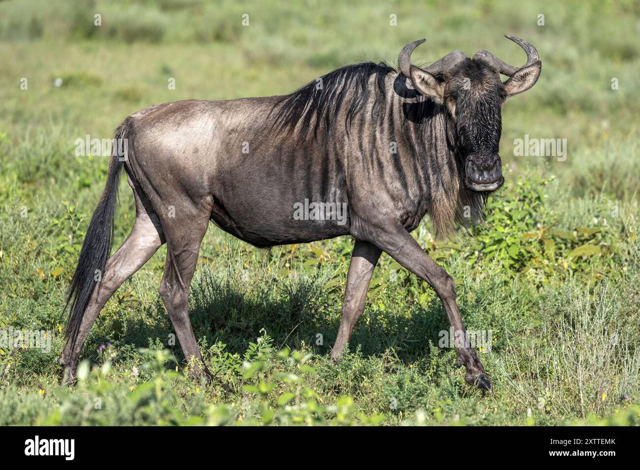 White bearded wildebeest migration hi-res stock photography and images ...
