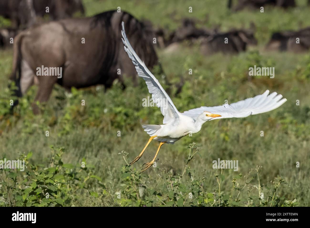 Cattle egret with White-bearded Wildebeest, migration, Ndutu Plains ...