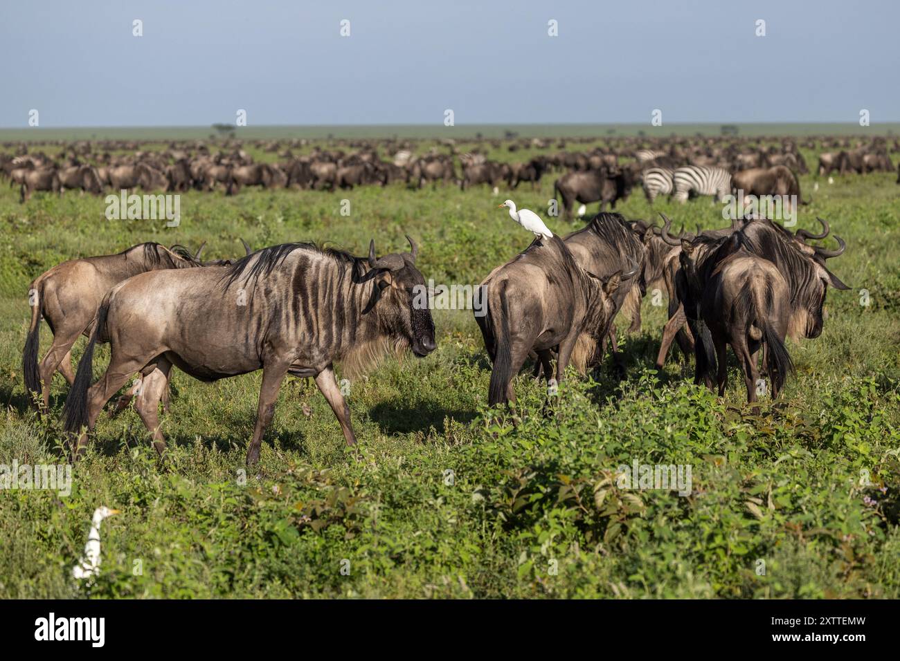 White-bearded Wildebeest, migration, & Cattle egrets, Ndutu Plains ...
