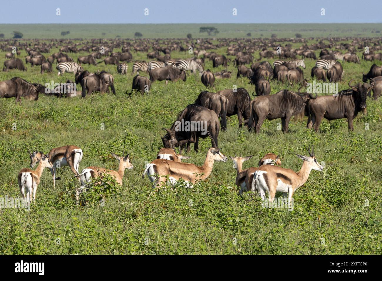 Animal migration herd gazelle hi-res stock photography and images - Alamy