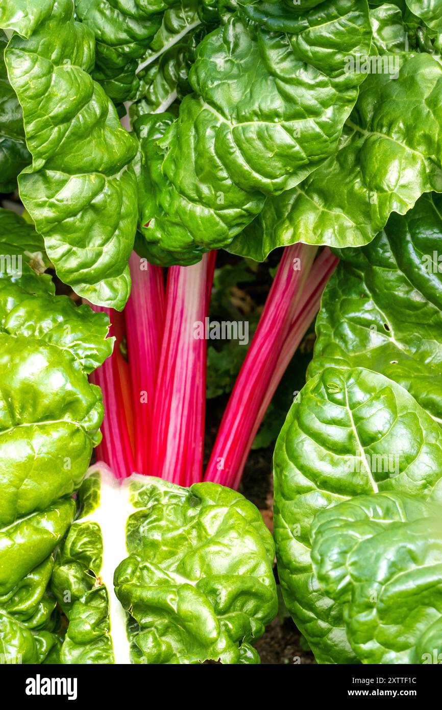 Chard 'Bright Lights' on display at Perch Hill garden East Sussex Uk ...