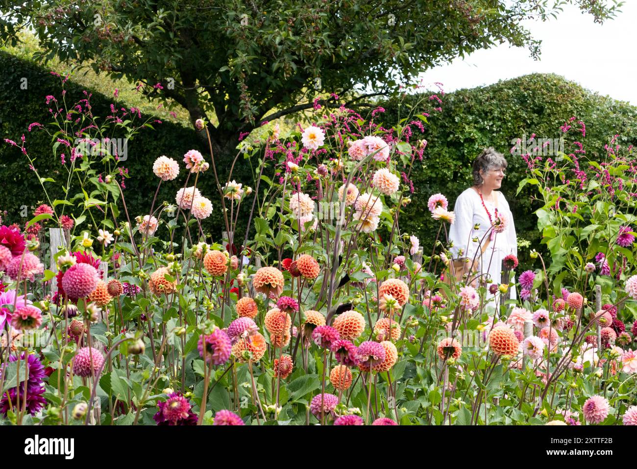 Dahila displays at Perch Hill garden East Sussex Uk Stock Photo - Alamy