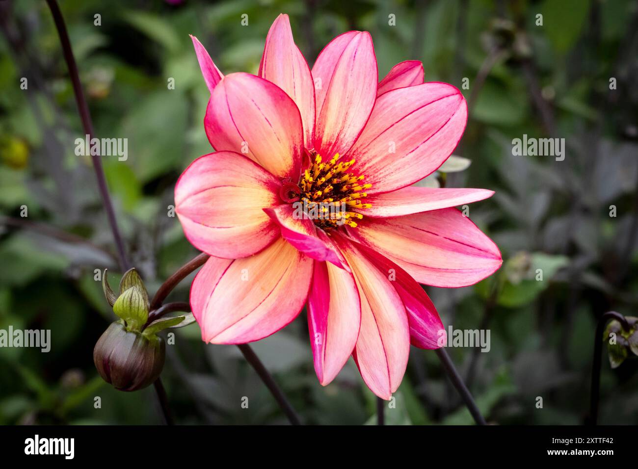 Open faced Dahila on display at Perch Hill garden East Sussex Uk Stock ...