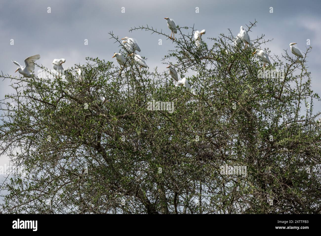 (acacia lahai) red thorn acacia hi-res stock photography and images - Alamy