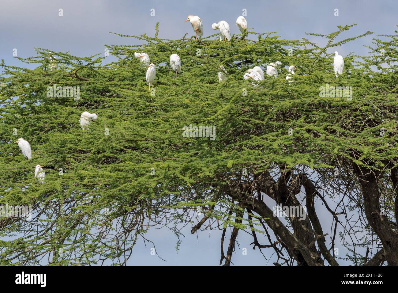(acacia lahai) red thorn acacia hi-res stock photography and images - Alamy